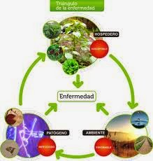 FITOPATOLOGIA 1 : TRIÁNGULO DE UNA ENFERMEDAD