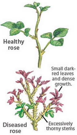 Rose Rosette Disease Pictures | Medical Pictures and Images - (2023 ...