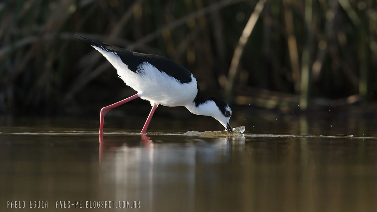 mis fotos de aves: Himantopus (himantopus) melanurus Tero Real Black ...