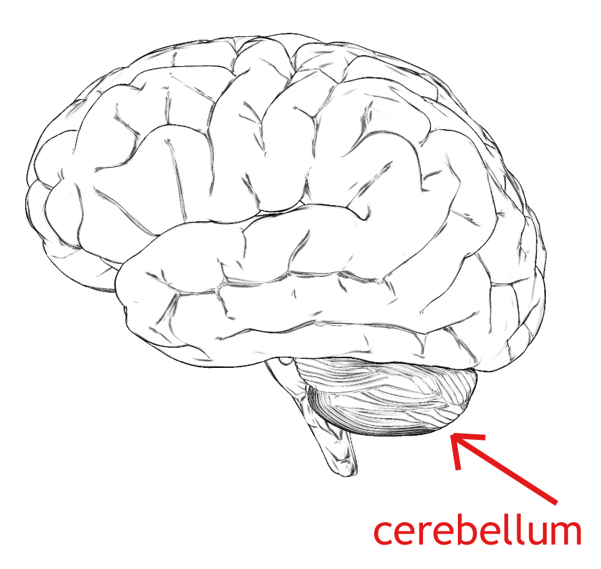 Microscope World Blog: Cerebellum under the Microscope