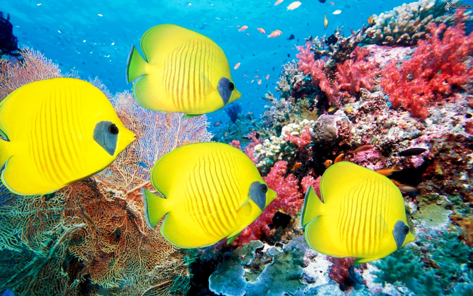 All new wallpaper : Coral reef life Fish wallpapers