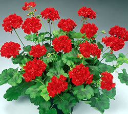 Ralph Edge: Red and Spring...Must Be a Geranium!!!!