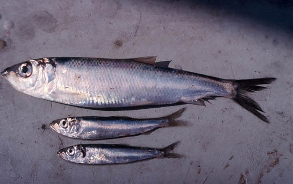 Especies marinas de interes bromatologico: Clupea harengus Linnaeus ...