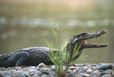 Caiman Facts-Info and New Photos | The Wildlife