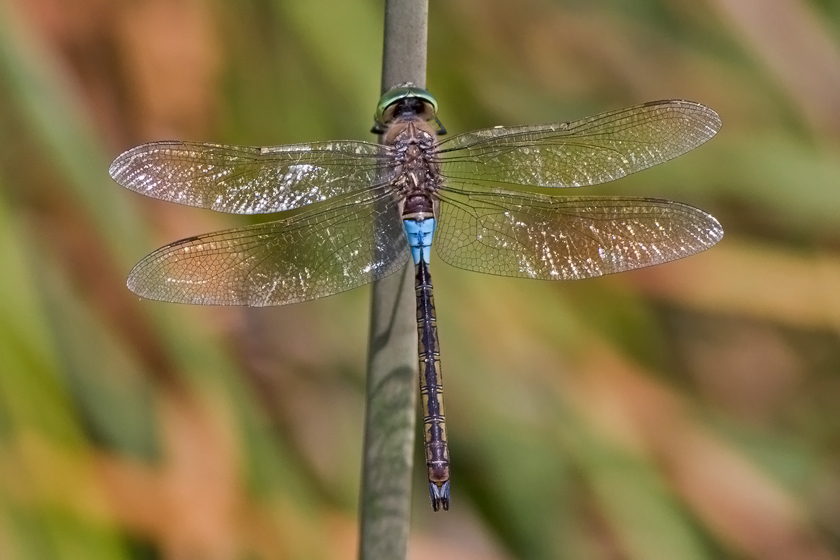 Southern Spain Part 1 - Coto Doñana with Limosa Holidays | Focusing on ...