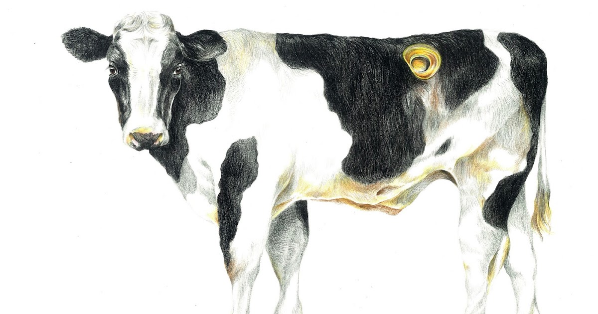 Cannulated Cow - Ho Hsiang Wei