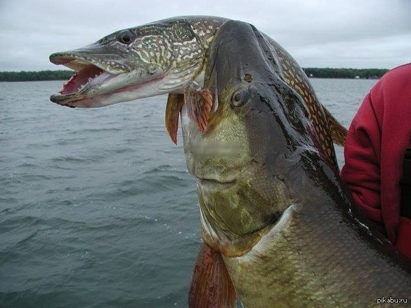 pike attack on pike :o :o - top videos fishing