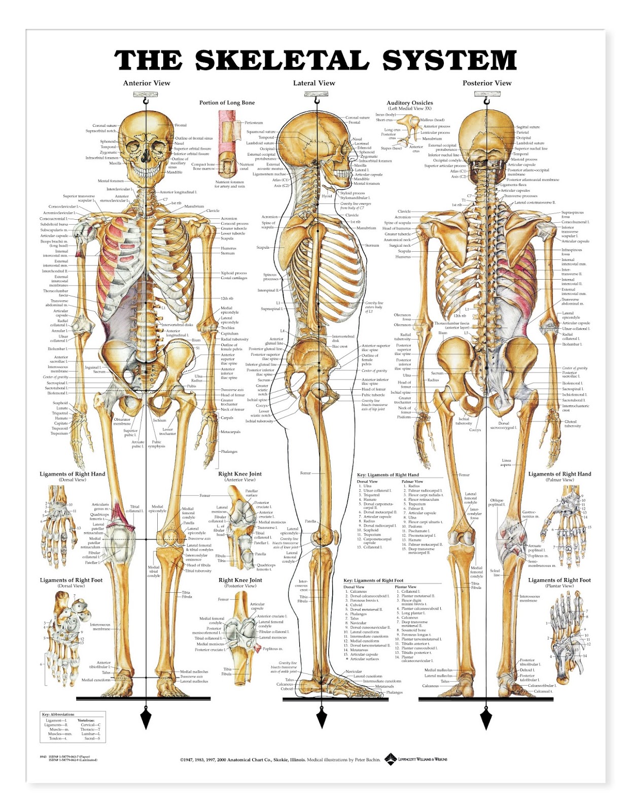 Skeletal System Diagram