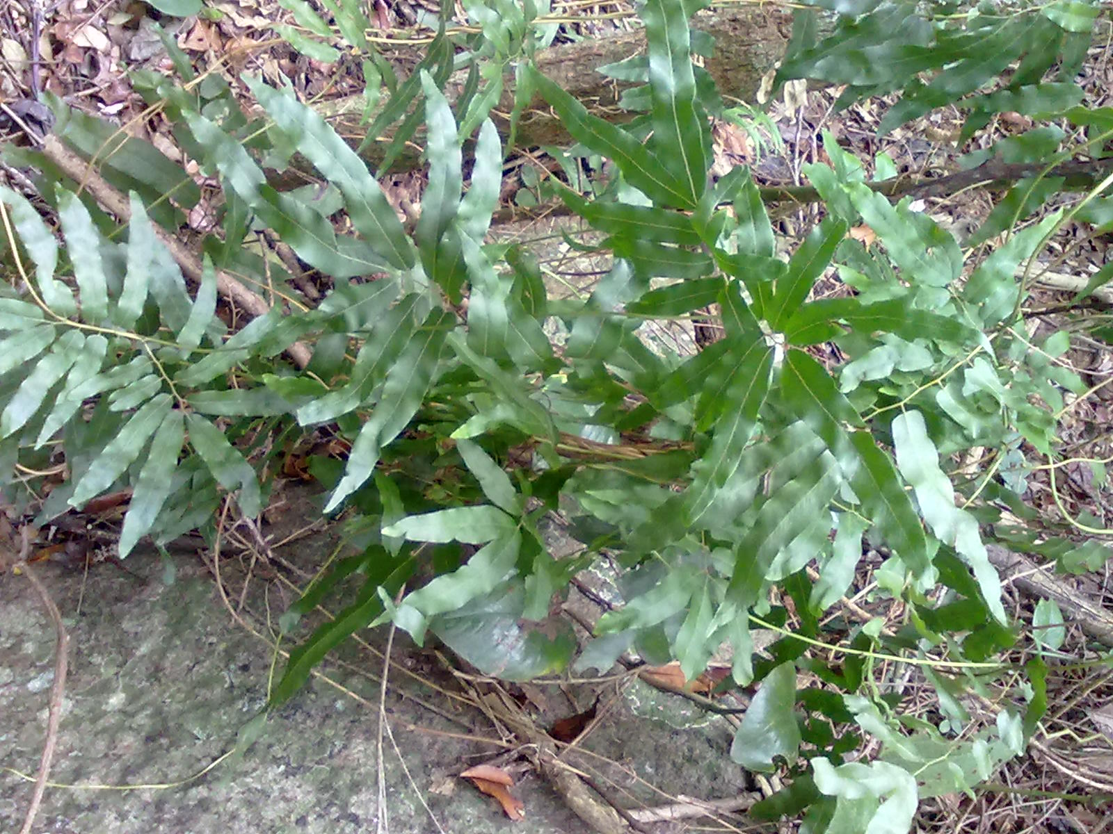 Planta Abre Caminho Umbanda - RETOEDU