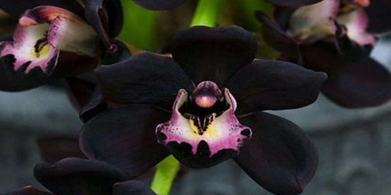 Jual Aneka Benih Sayuran / Bunga , Polybag, Planterbag, dan Produk NASA ...