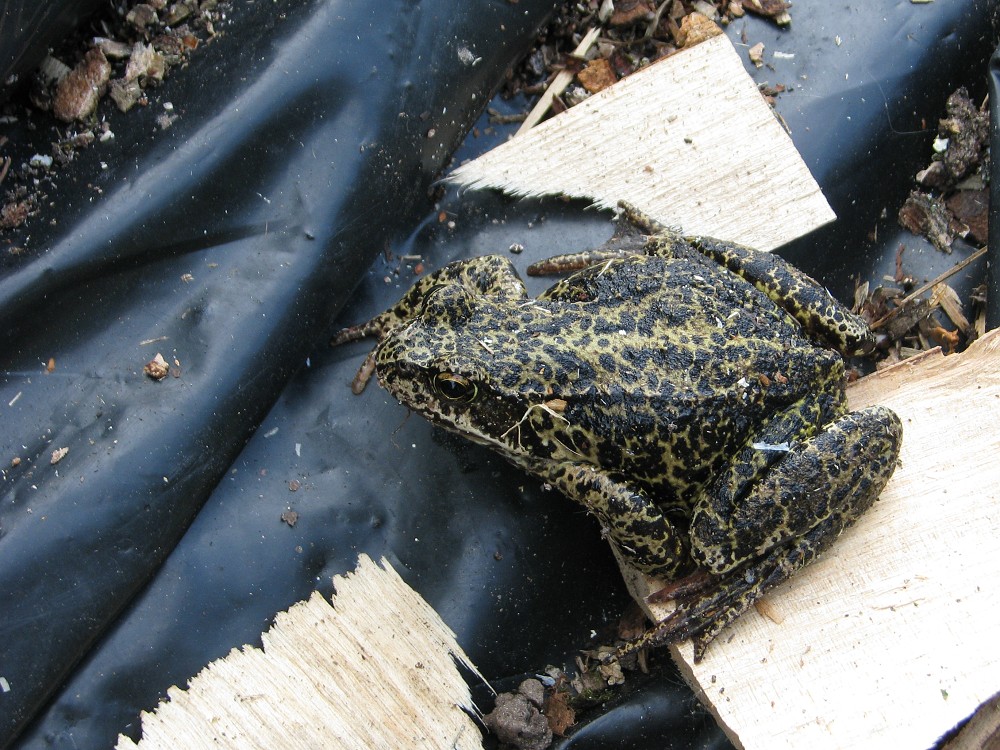 Metsarahva memuaarid: Rohukonn