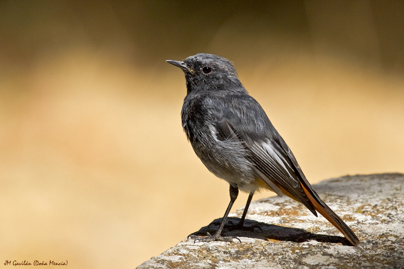 Fotografía de Naturaleza - JM Gavilán: Pareja de Colirrojo tizón ...
