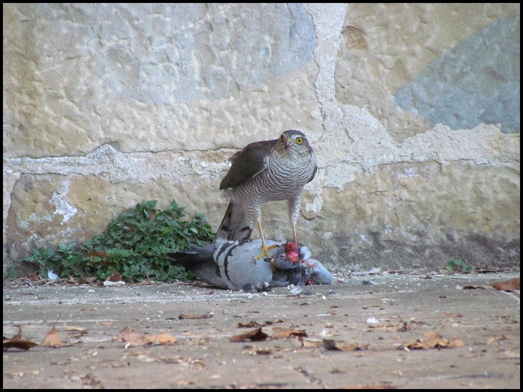 GAVILAN: HABITAT Y ALIMENTACION