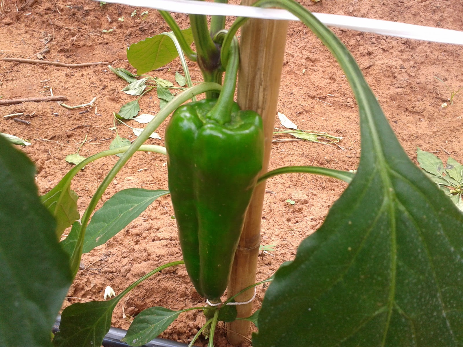 Paraguay: un milagro americano!: Locote paraguayo con calidad de ...