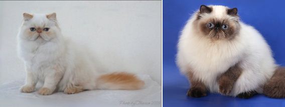 Blog Keluarga Dandy: Jenis- Jenis Ras Kucing