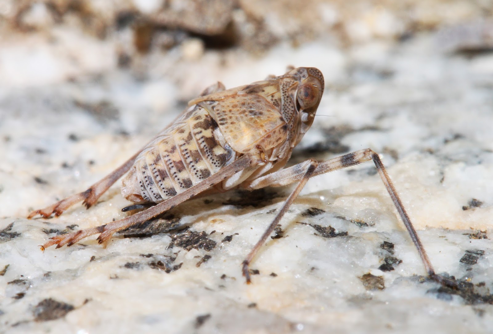 Cuyamaca Woods Mountain Journal: A Short Diversion to Indian Gorge in ...