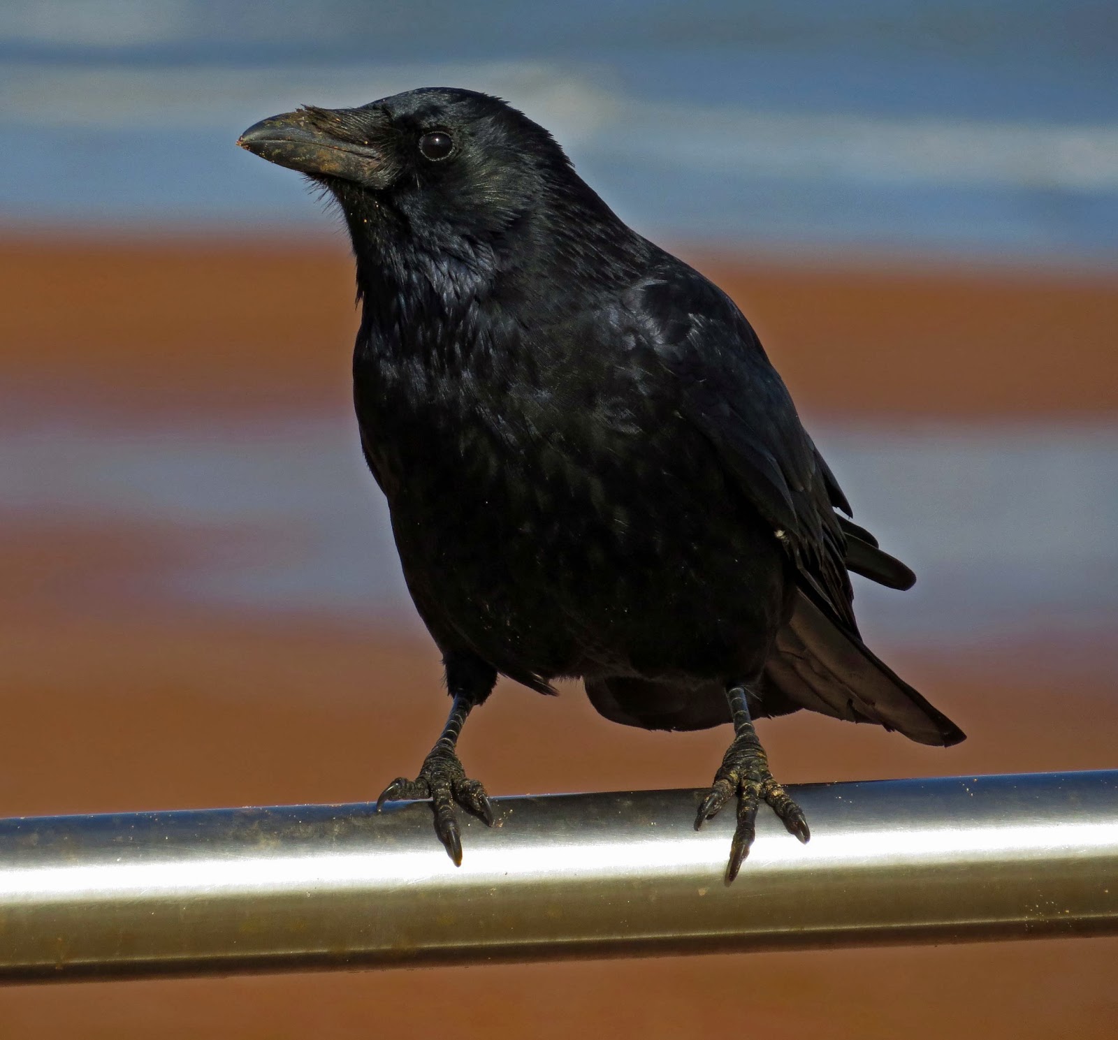Mareando la perdiz: Corneja negra