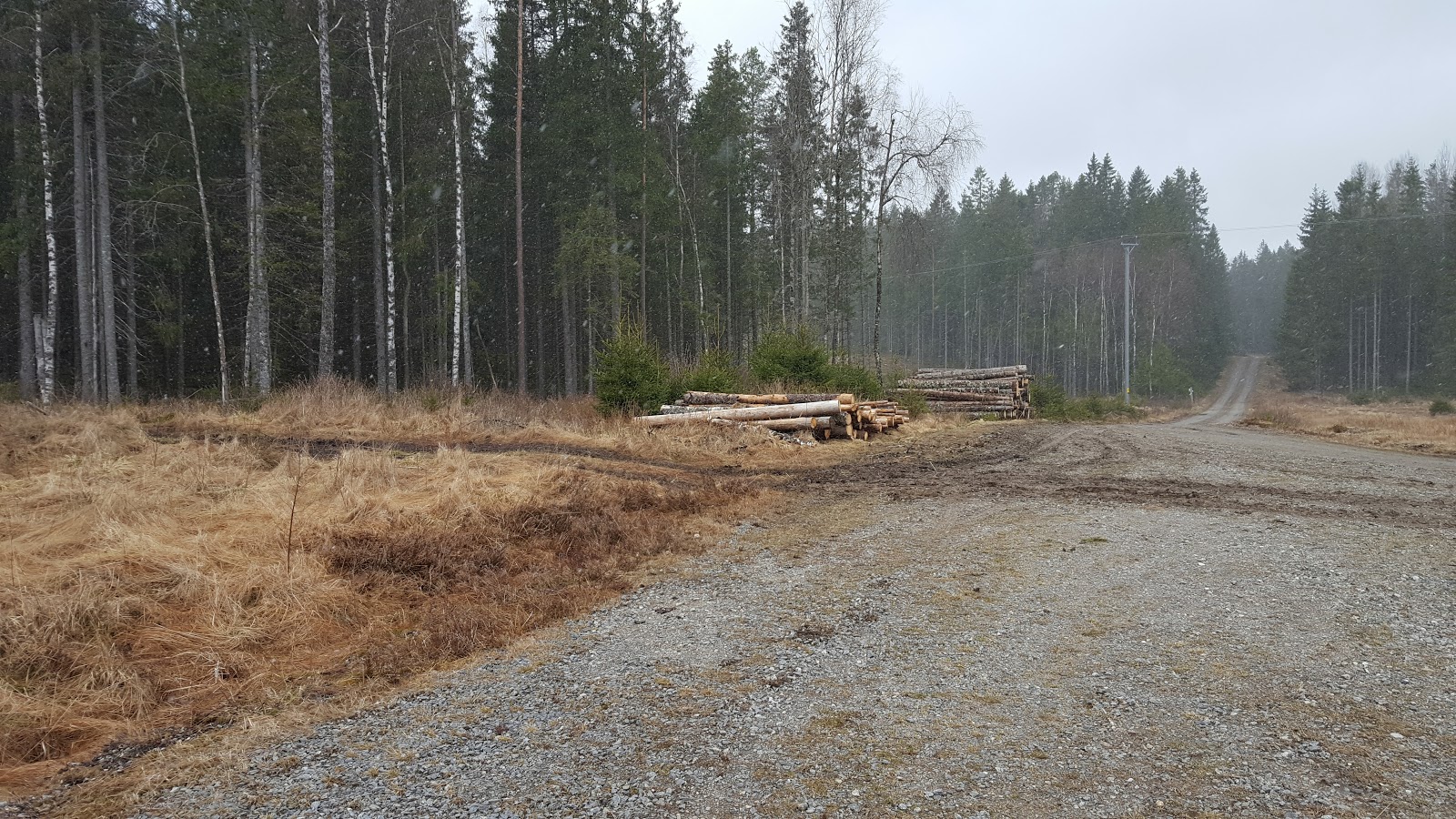 Cesar and The Woods: Cesar's Guide to The Ed Loop