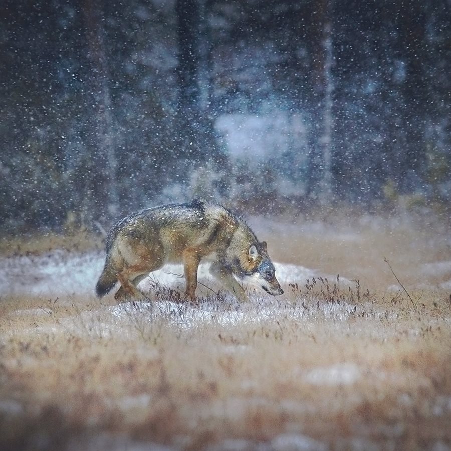 White Wolf : Stunning beauty of wild wolves in Finland by award winning ...