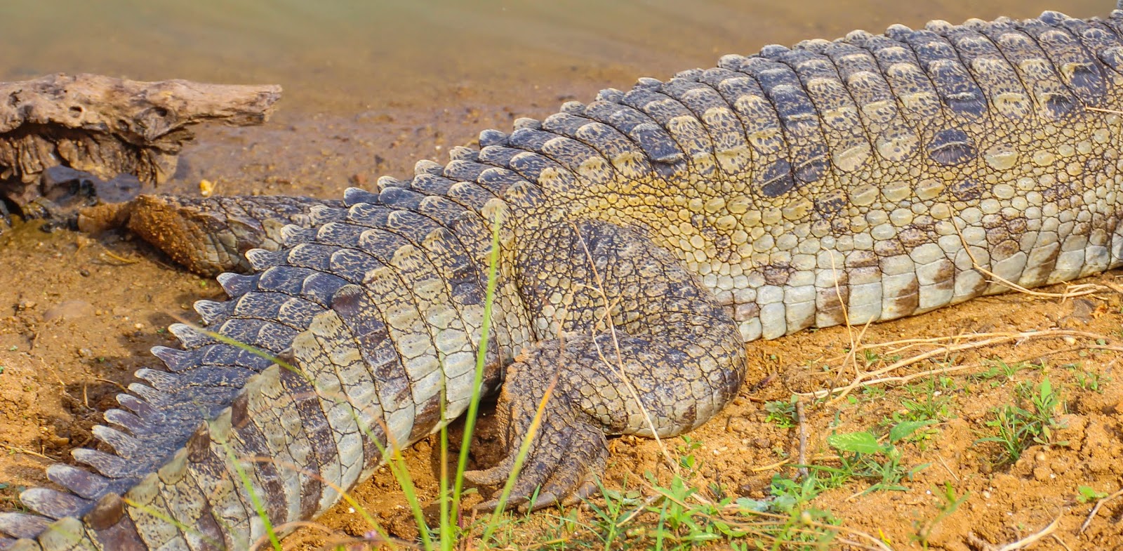 Cannundrums: Mugger Crocodile