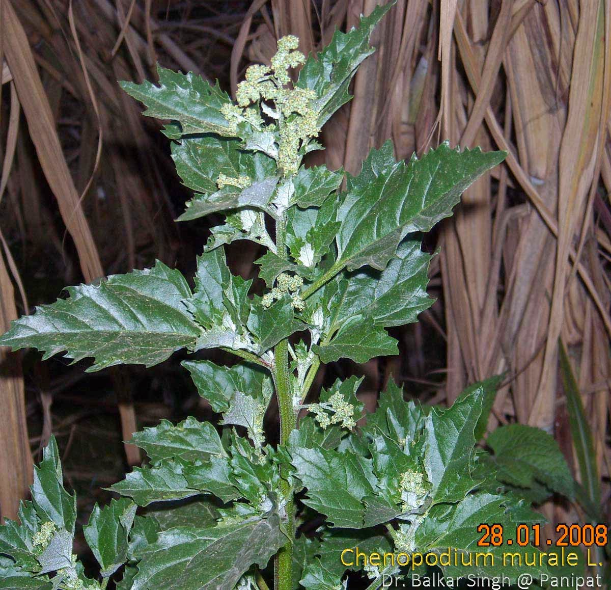 Medicinal Plants: Chenopodium murale