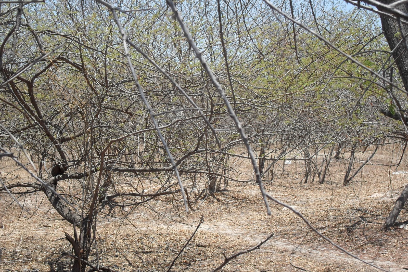 Blog da Serrita dos meus encantos e desencantos: HIBERNAÇÃO NA CAATINGA