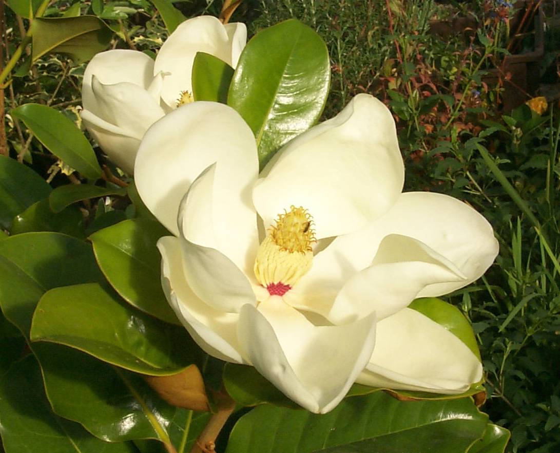 ARTE Y JARDINERÍA : MAGNOLIO. Magnolia grandiflora