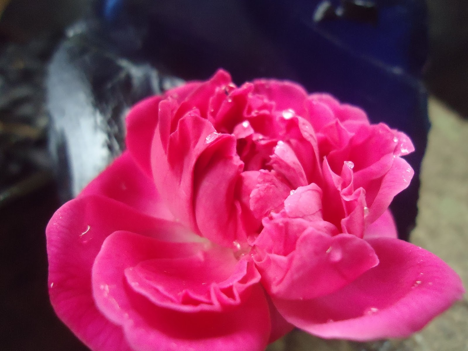 Bunga Mawar Merah dan Aglonema - Rumah Daun Muda