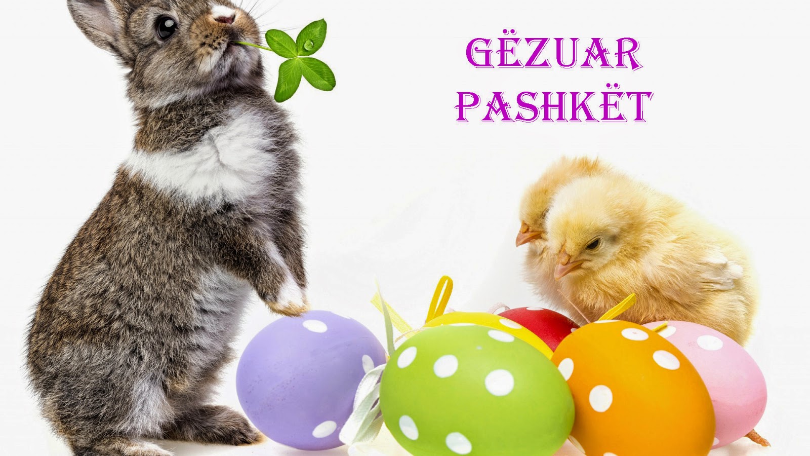 images: Gezuar pashket foto