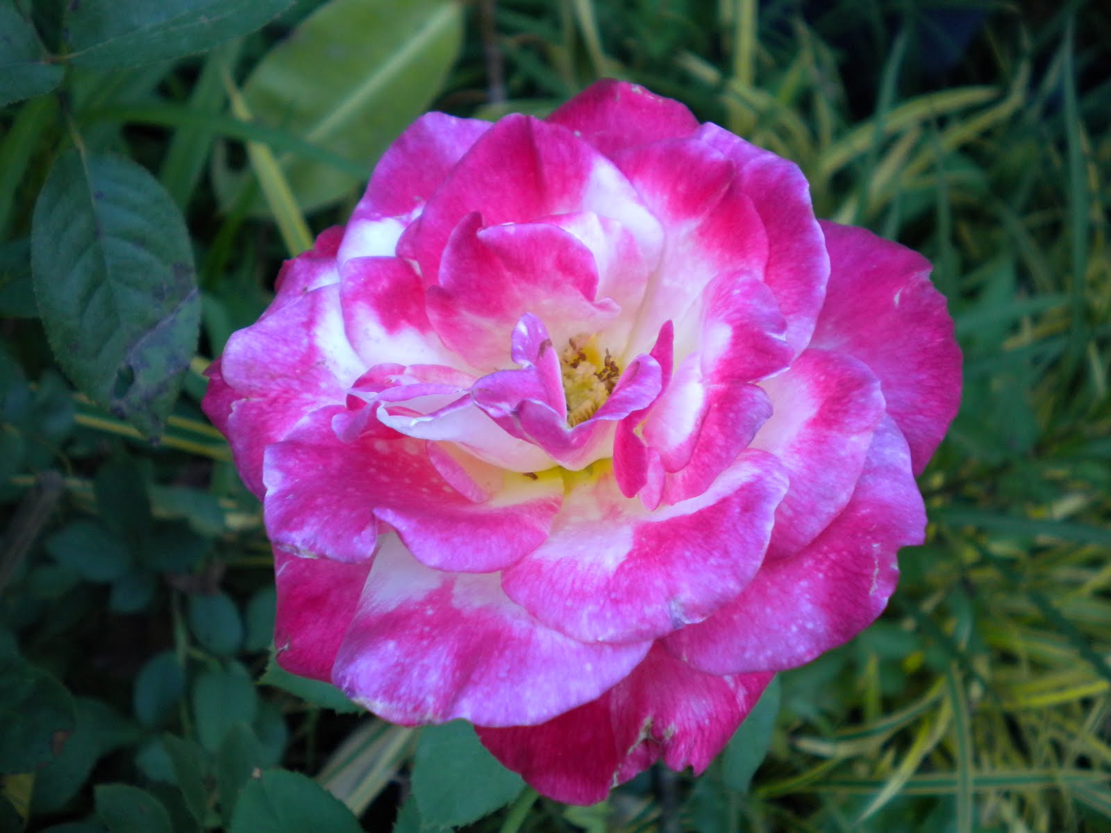 pokok-pokok: Pembekal pokok bunga ros - Floria 2011