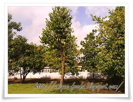 How to make Emping Melinjo (Cracker chips) Completely, and How to Fry it