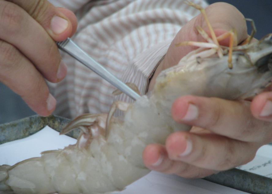 Udang di bedah siasat