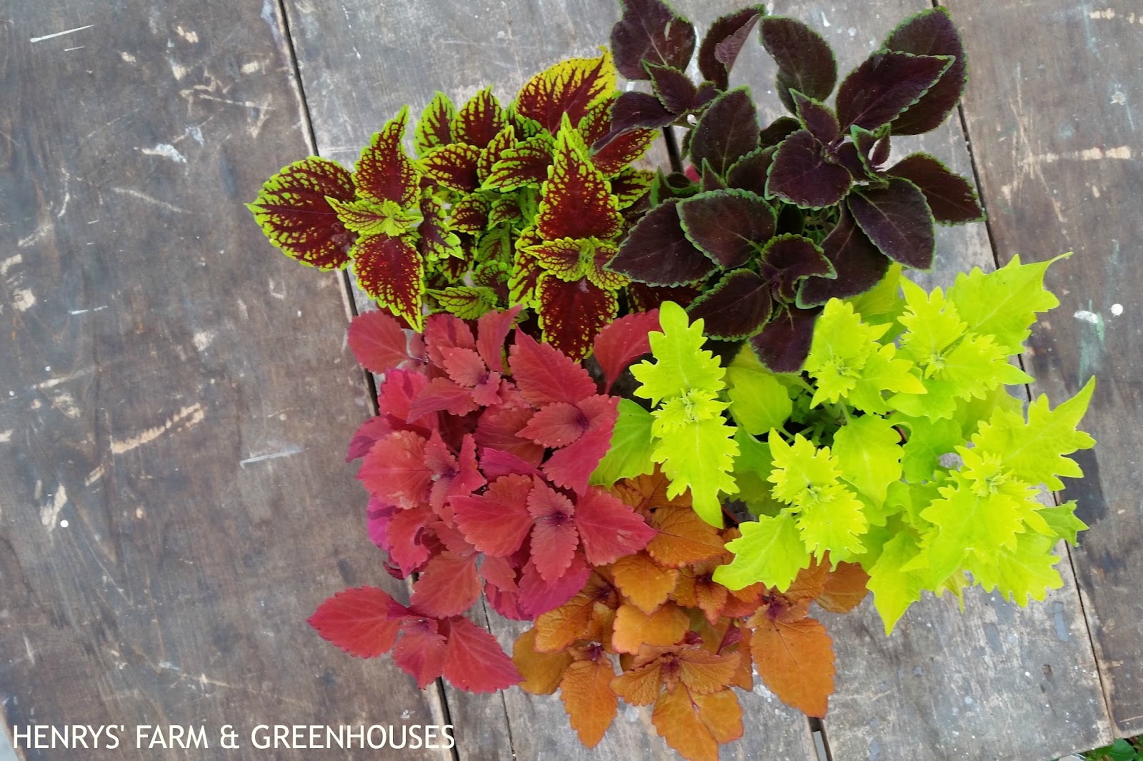 Henrys' Farm and Greenhouses: Colorful Coleus!