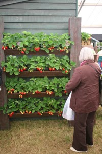 Din gradina,: Idei de ghivece