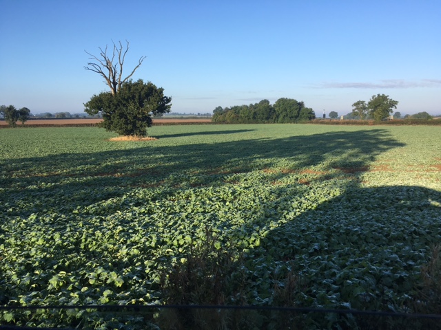 Nature in the Heart of England: Upper Wardington: return of the Golden ...