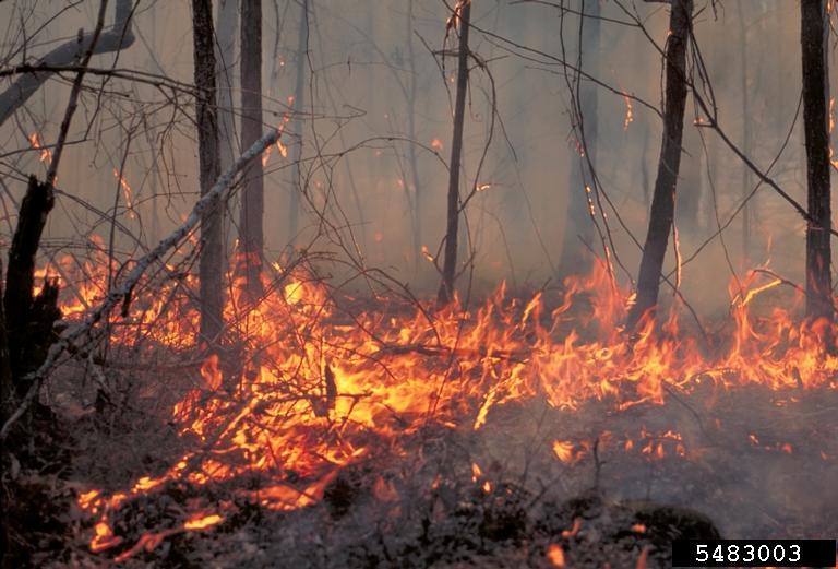 Center for Invasive Species and Ecosystem Health: Suppressing natural ...