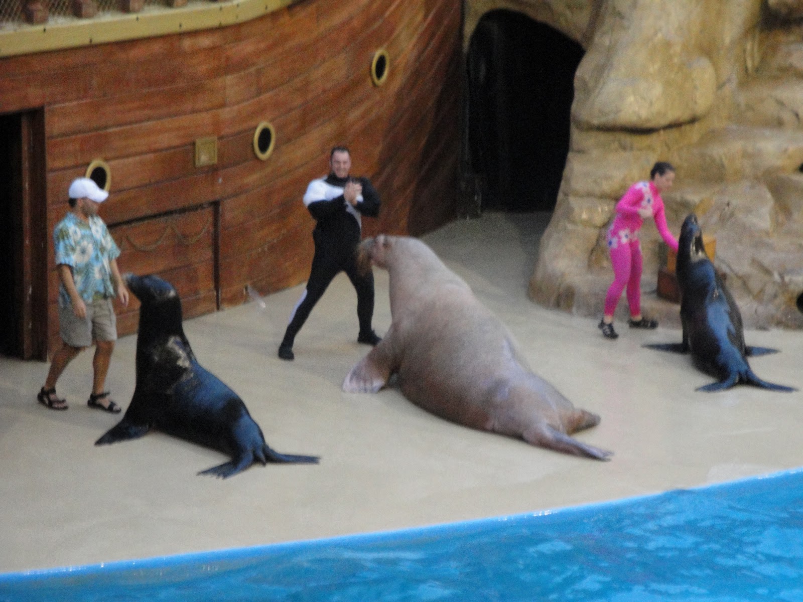 Seaworlds Clyde And Seamore Take Pirate Island A Barrel Of Laughs