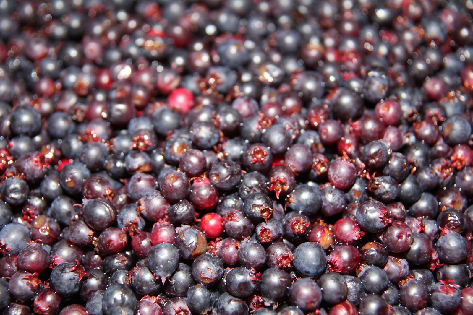 Wiese Acres: Juneberries and Cedar-Apple Rust