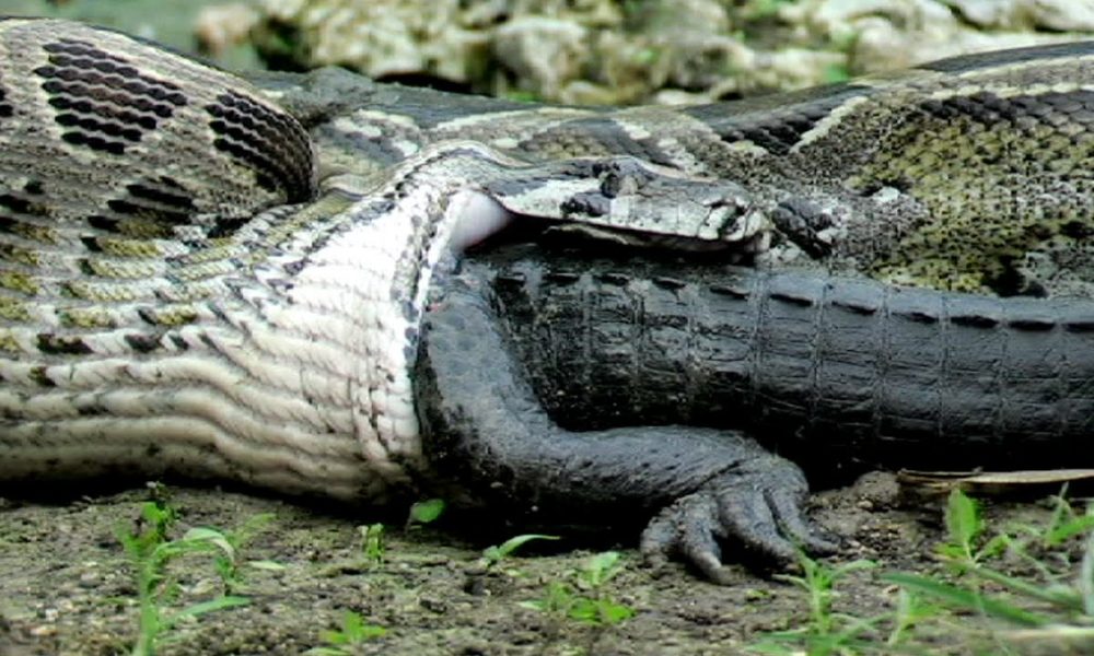 club-sabias que..: Sabías.. cómo logra una serpiente engullir un animal ...