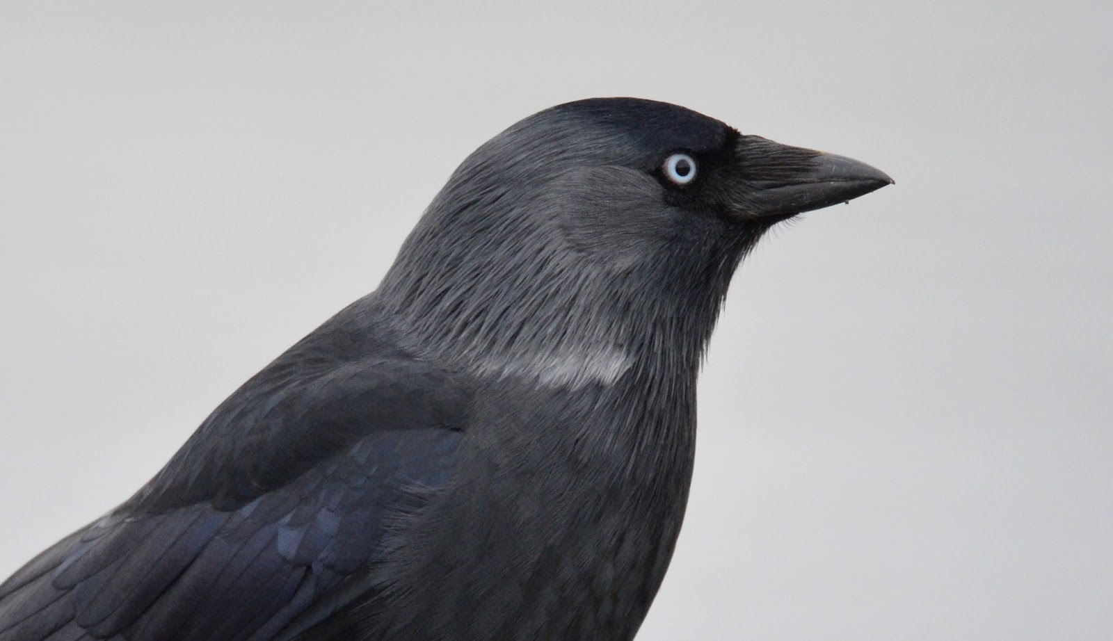 The Early Birder: Jackdaw