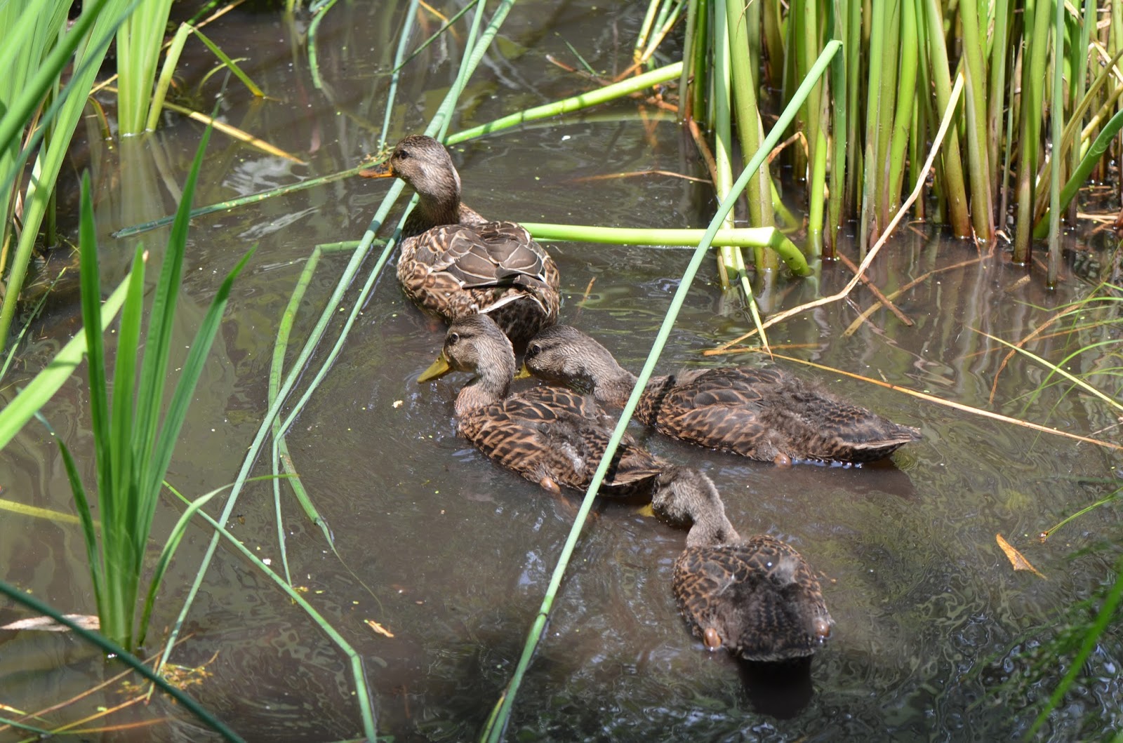 Urban Wildlife Guide: New Ducks in the Park