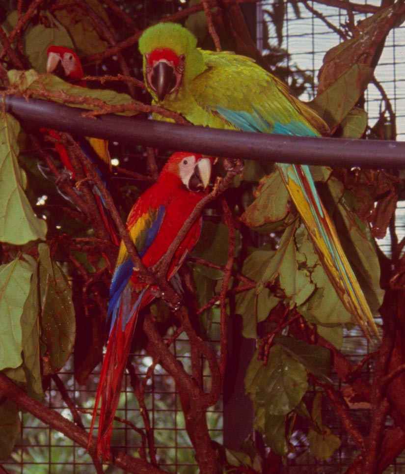 LIVING LIFE IN COSTA RICA blog: Richard Frisius Died - Amigo de las ...