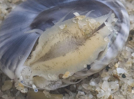 wild shores of singapore: Bountiful Buttons at East Coast Park