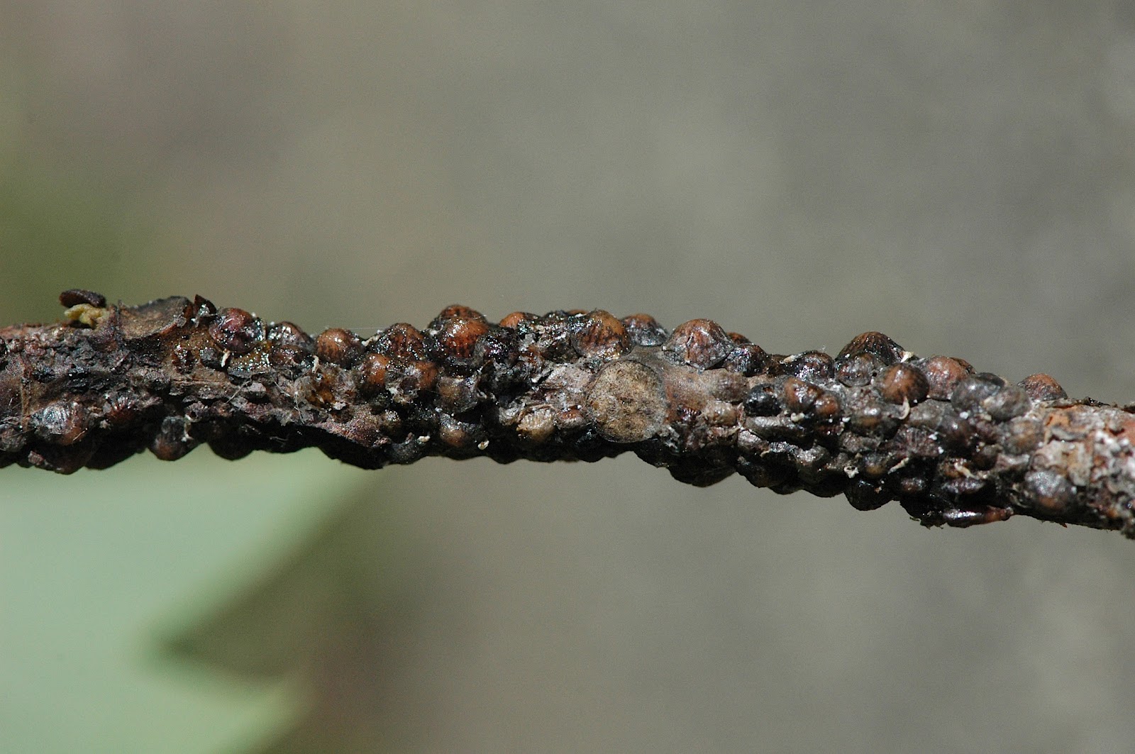 Field Biology in Southeastern Ohio: Tuliptree Scale