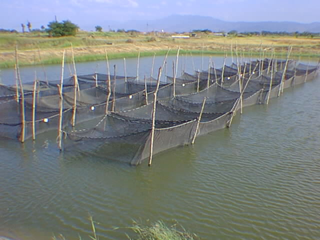 Aqua-business con: Rearing of fish in Hapa