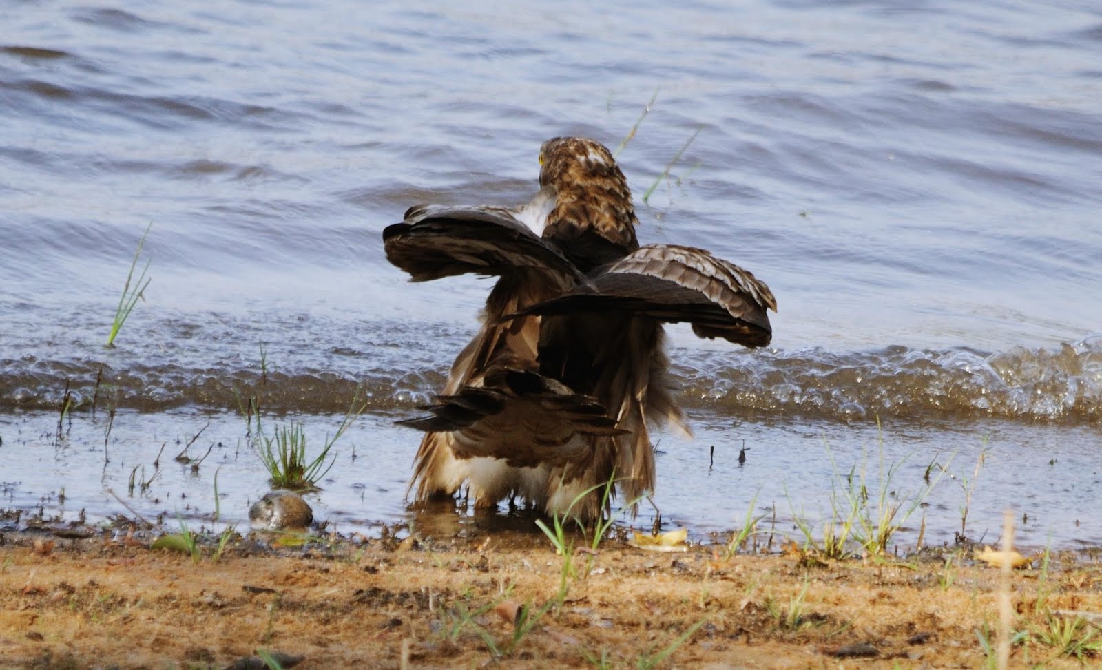 Zunka Bhakri......: On trail of Tiger @ Tadoba-Kolsa
