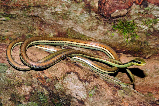 Ular Asli Indonesia: Ular Tambang (Dendrelaphis pictus)