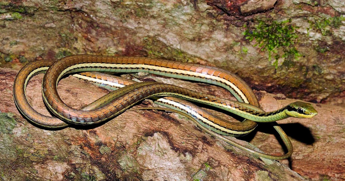 Ular Asli Indonesia: Ular Tambang (Dendrelaphis pictus)