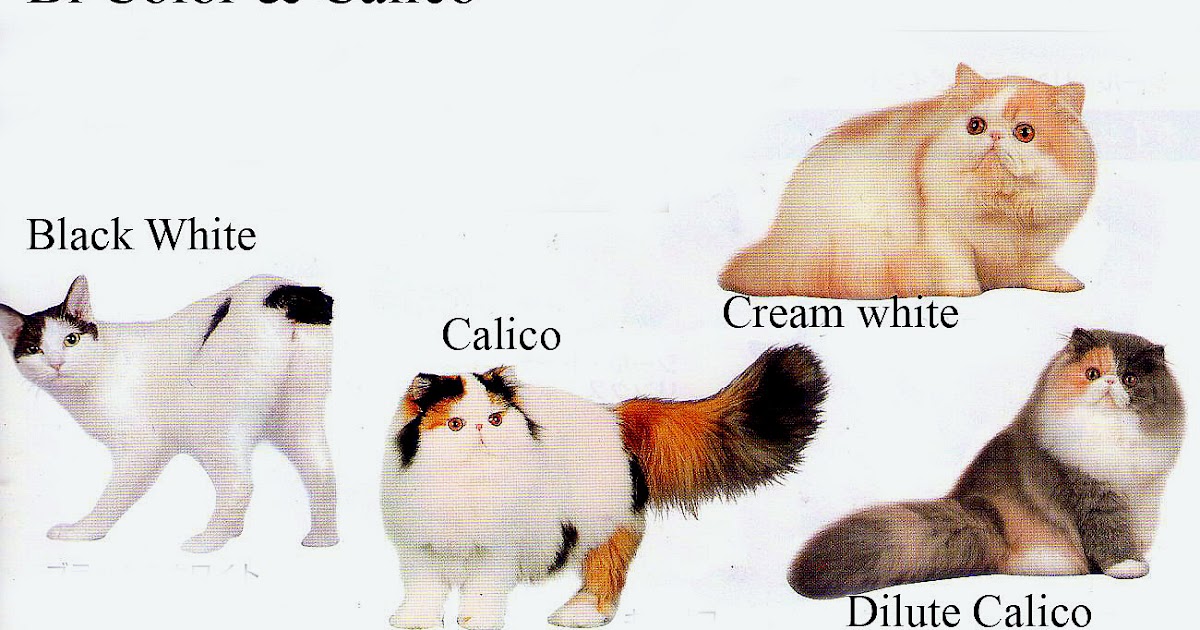 Aneka Teladan Warna Kucing Ras Persia Dan Lainya - Berkucing - kucing 2 ...