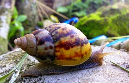 Fakta Manfaat Siput atau Bekicot untuk Tubuh Kita ~ FaktaSisasi